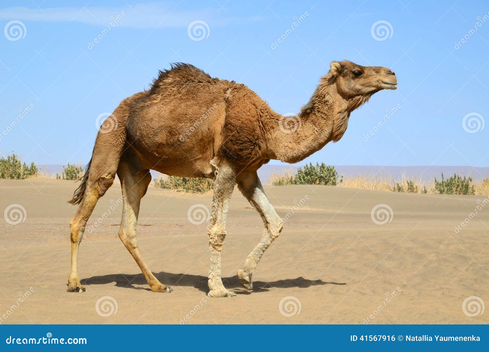 Lopende kameel stock foto. Image of slaperig, zand, zomer - 41567916