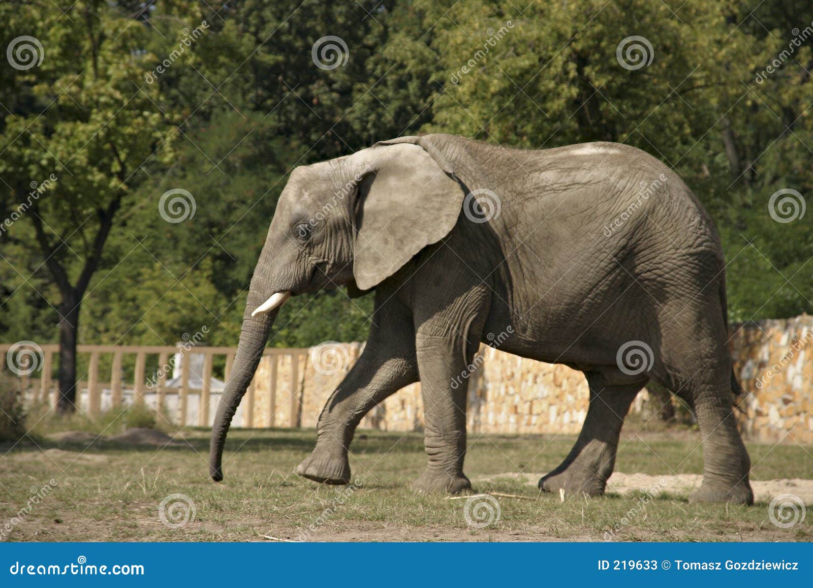Lopende olifant stock afbeelding. Image of safari, afrika - 219633
