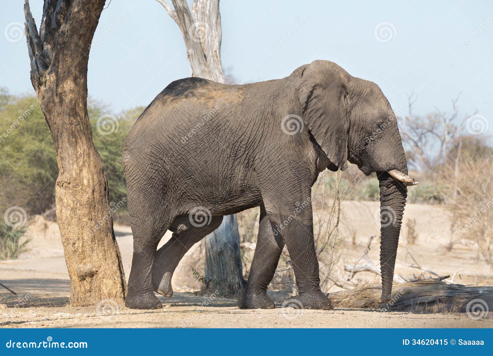Lopende olifant stock afbeelding. Image of groot, profiel - 34620415