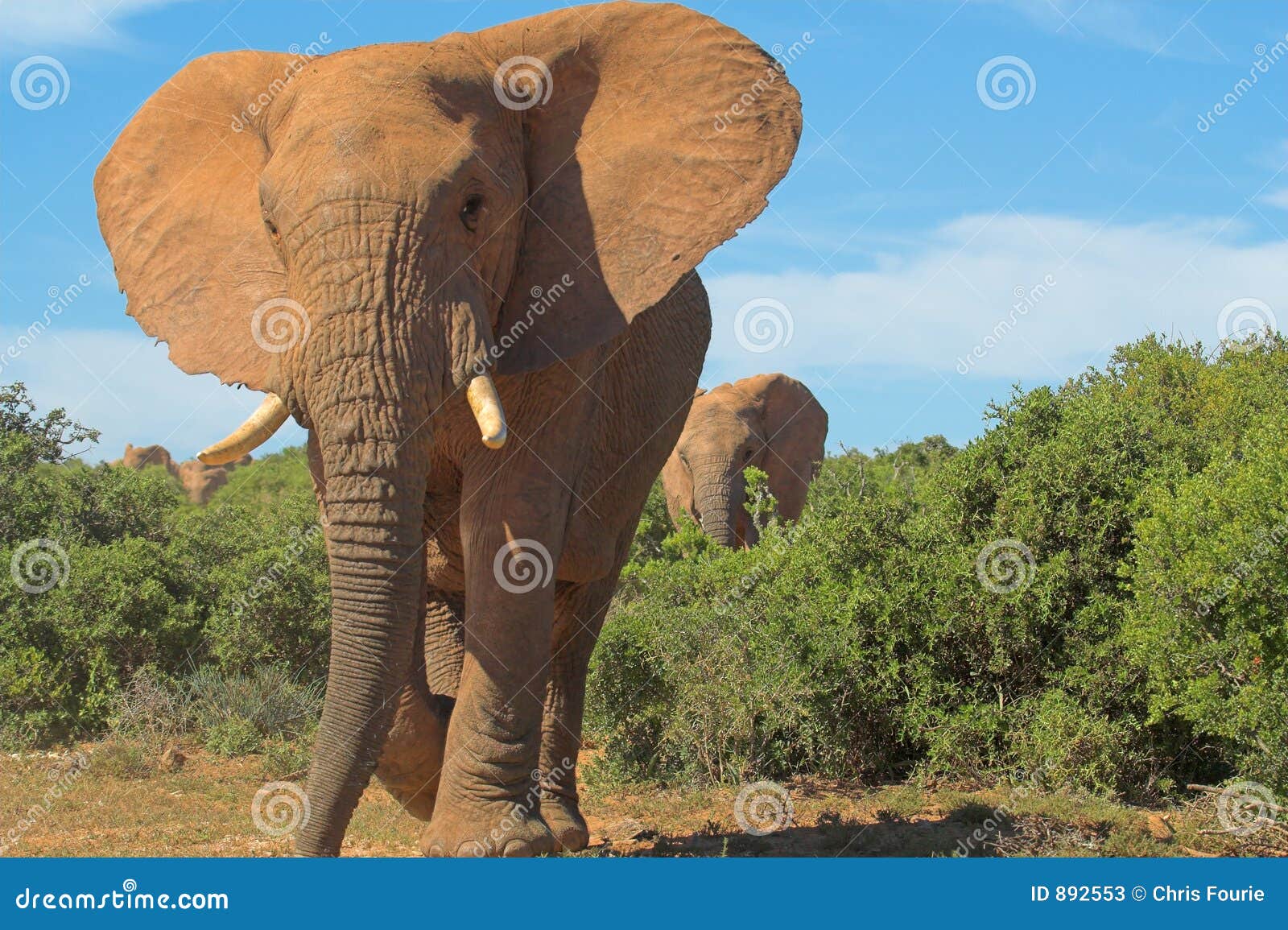 Lopende Olifant stock afbeelding. Image of dieren, reis - 892553