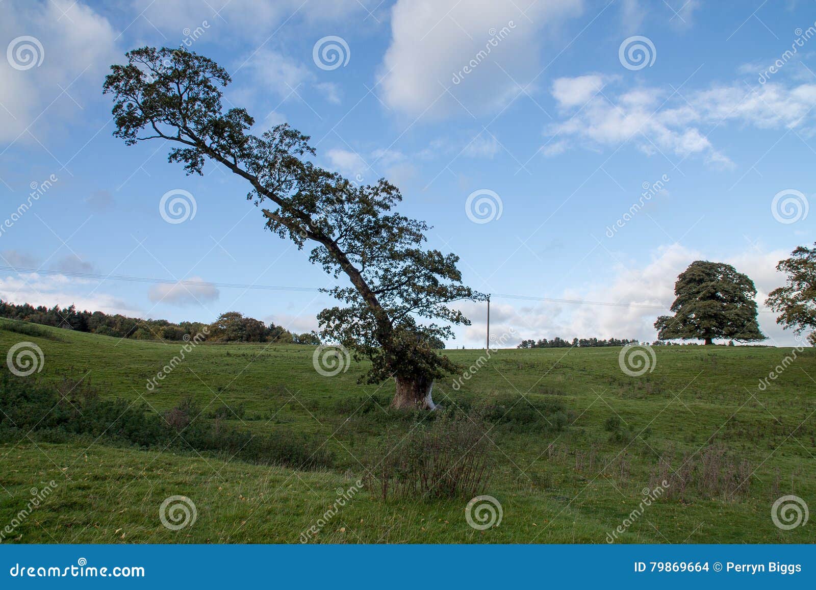 Lopesided Oak Tree stock photo. Image of oswestry, trail - 79869664