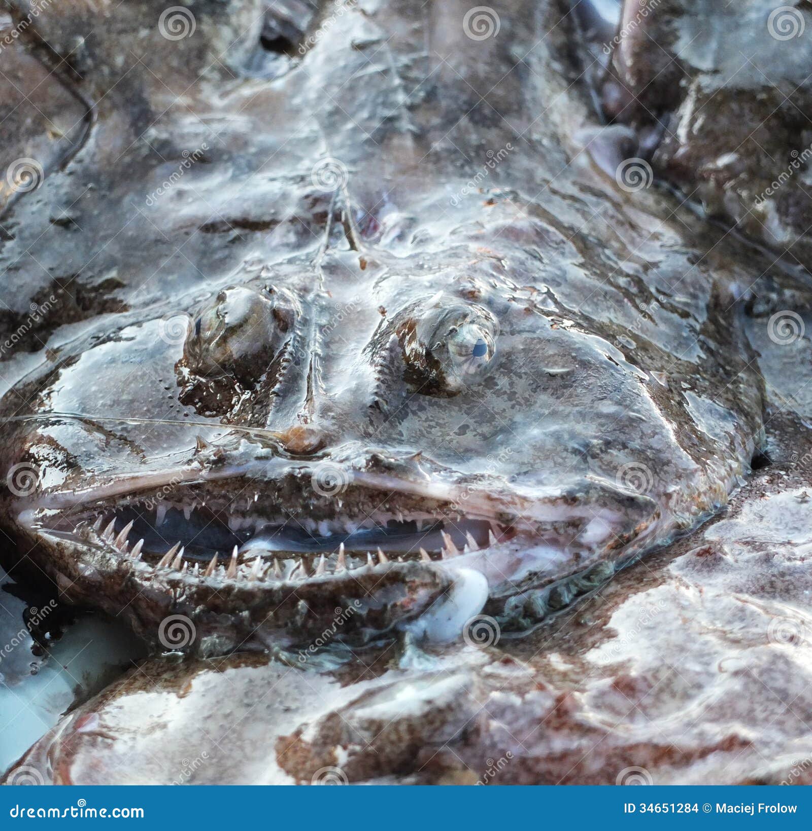 Lophius piscatorius fish stock photo. Image of cuisine - 34651284