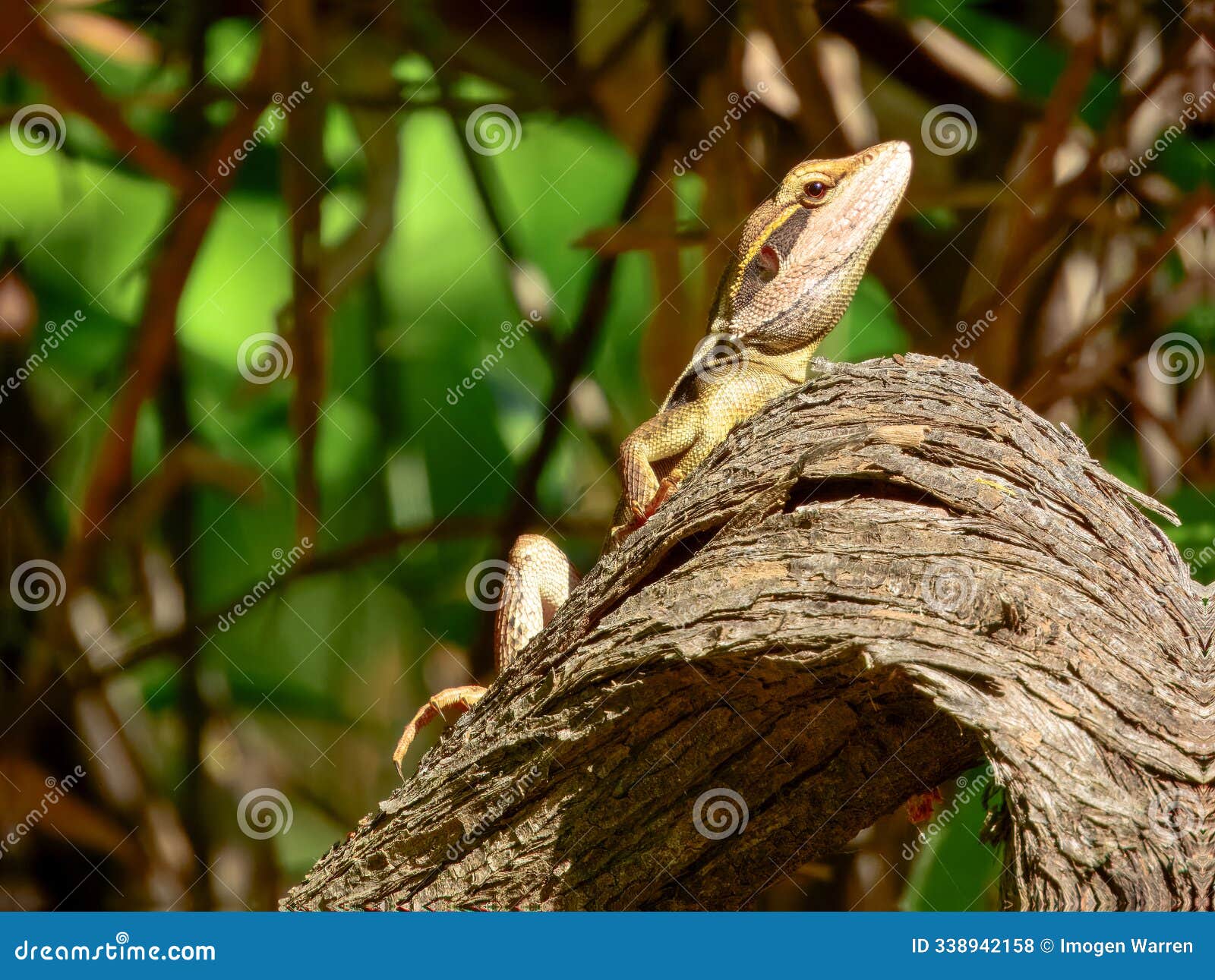 Lophognathus Gilberti : Gilbert S Dragon in Australia Stock Photo ...