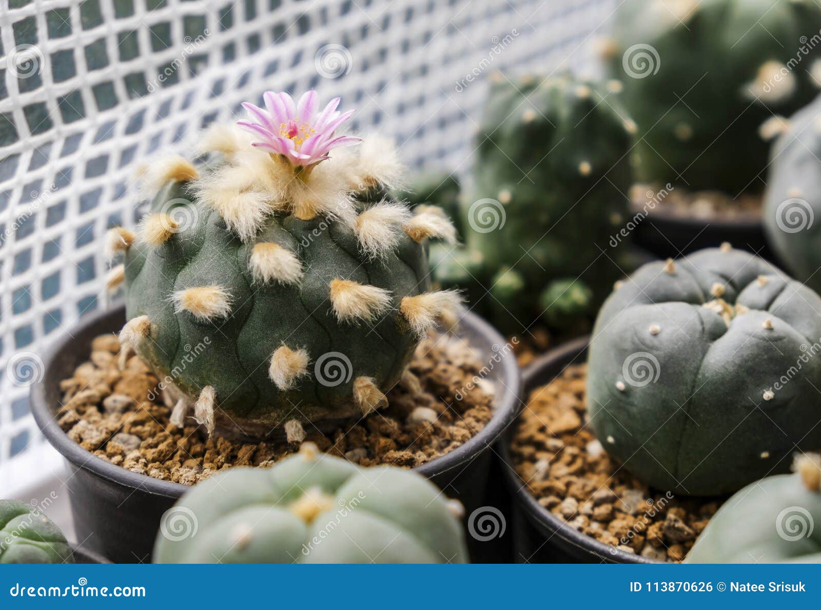 Lophophora Williamsii Cactus Flower in Pot Stock Photo - Image of cute ...