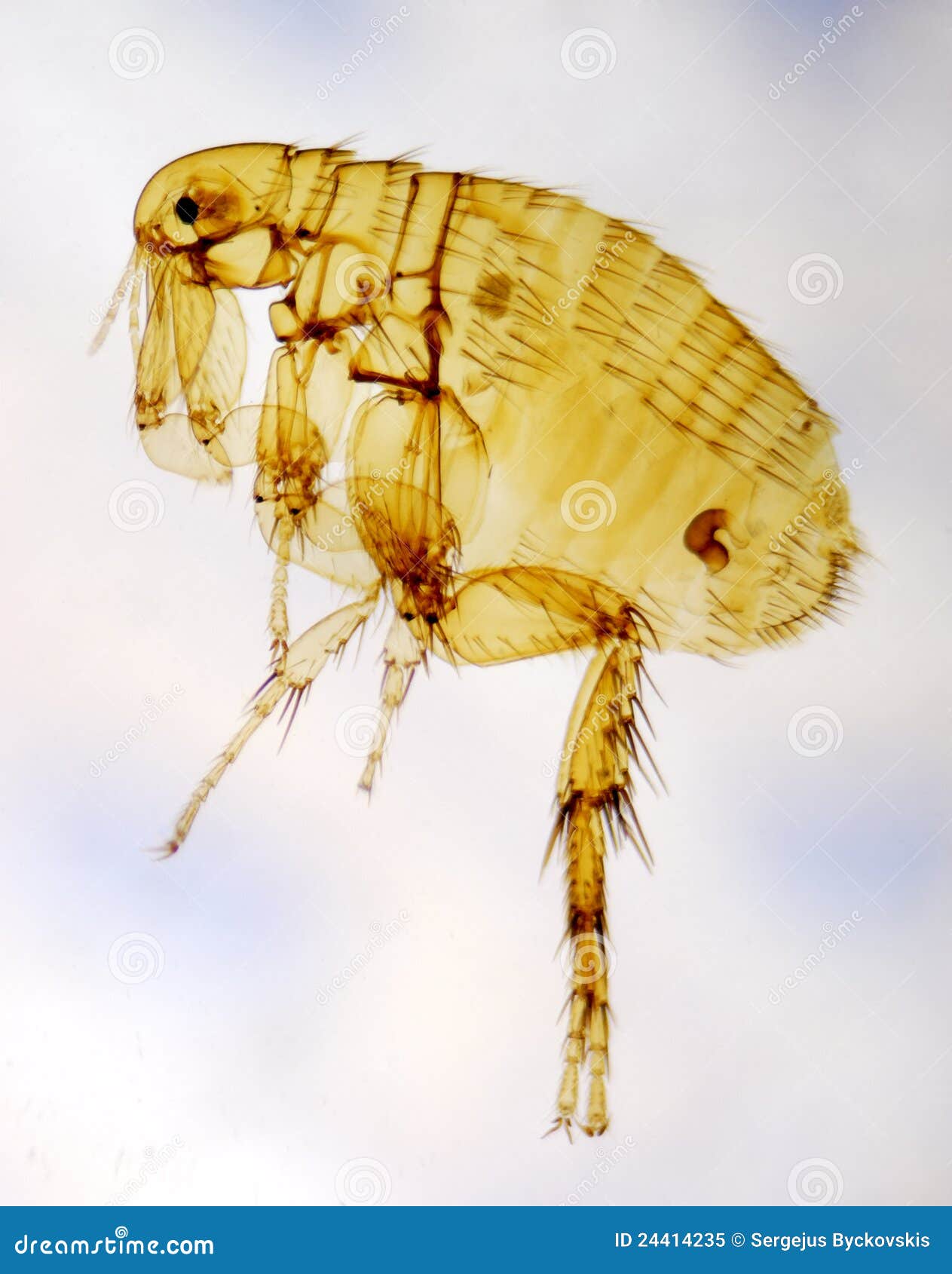 Loppa fotografering för bildbyråer. Bild av loppa, mikroskop - 24414235