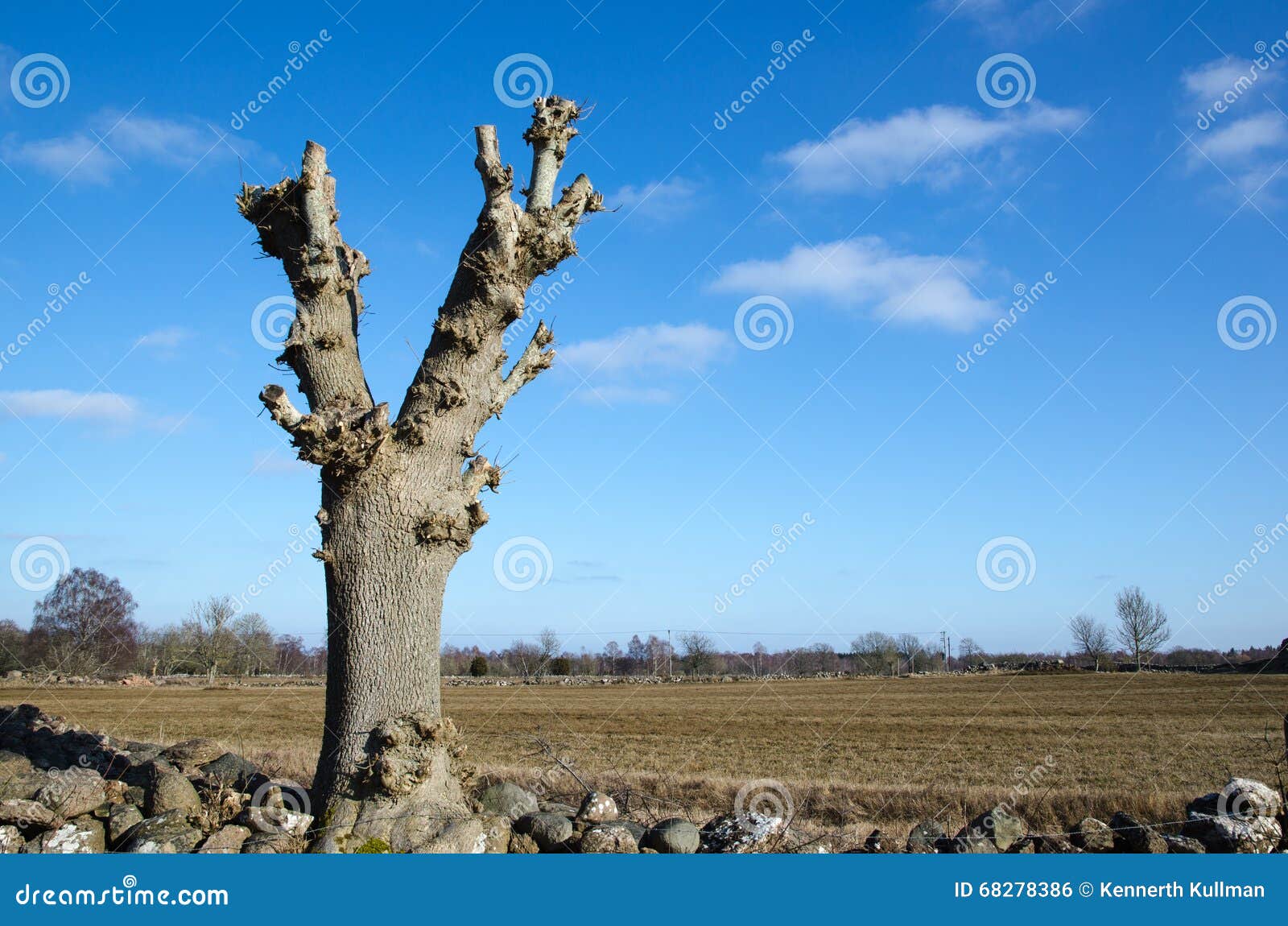 Lopped tree by a field stock photo. Image of removal - 68278386