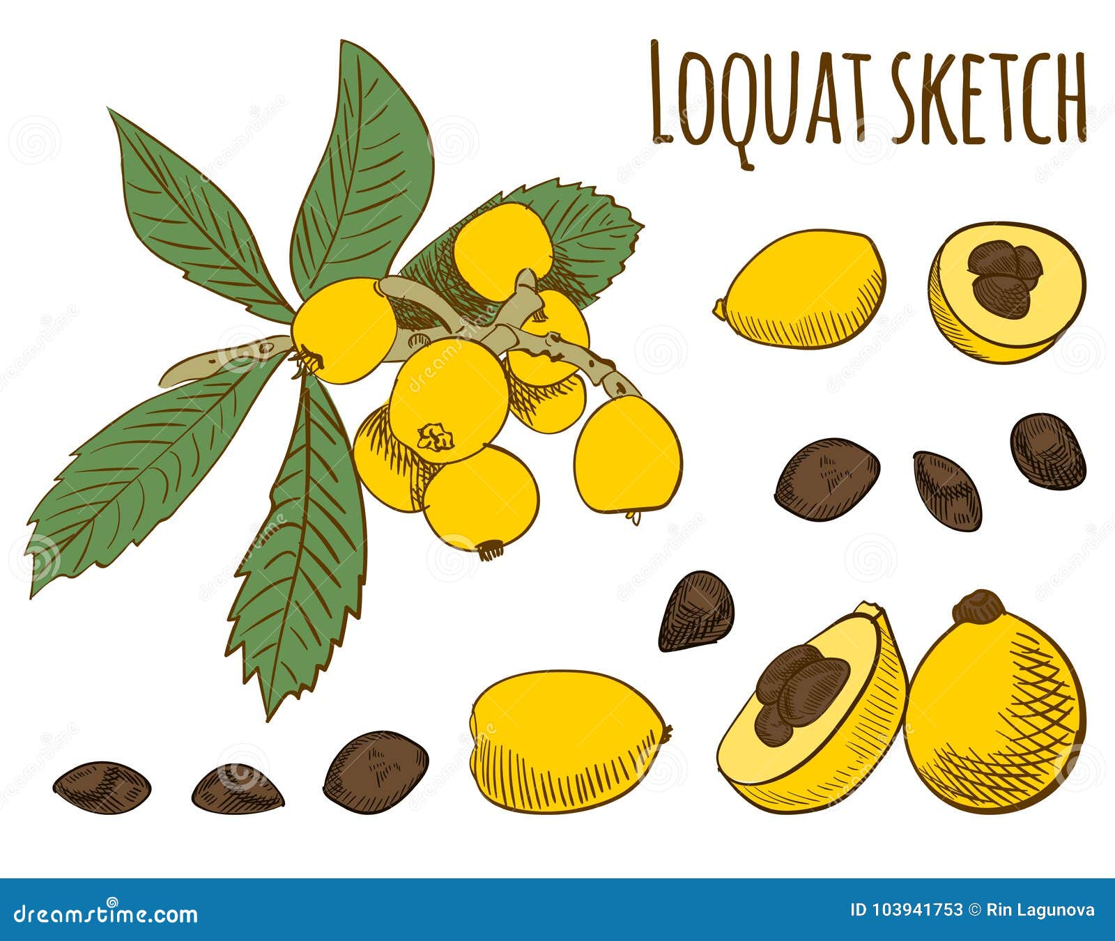 Loquat Colored Stock Illustrations – 7 Loquat Colored Stock ...