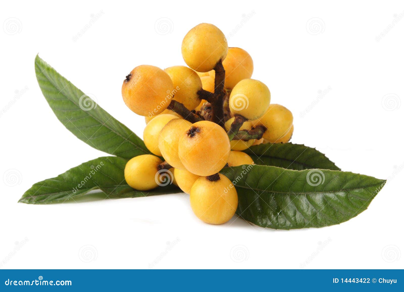 Loquat fruit stock photo. Image of branch, healthy, medlar - 14443422
