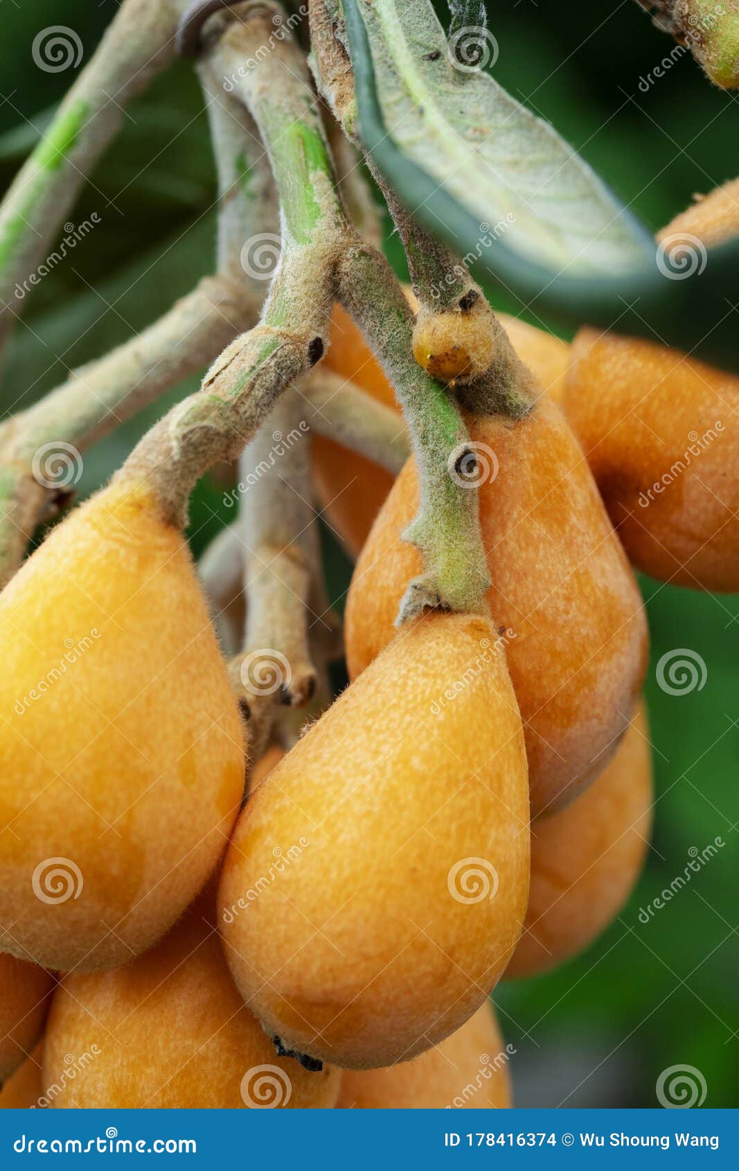 Loquat Fruit, Fruit Shape, Lute Instrument, Fruit Stock Photo - Image ...