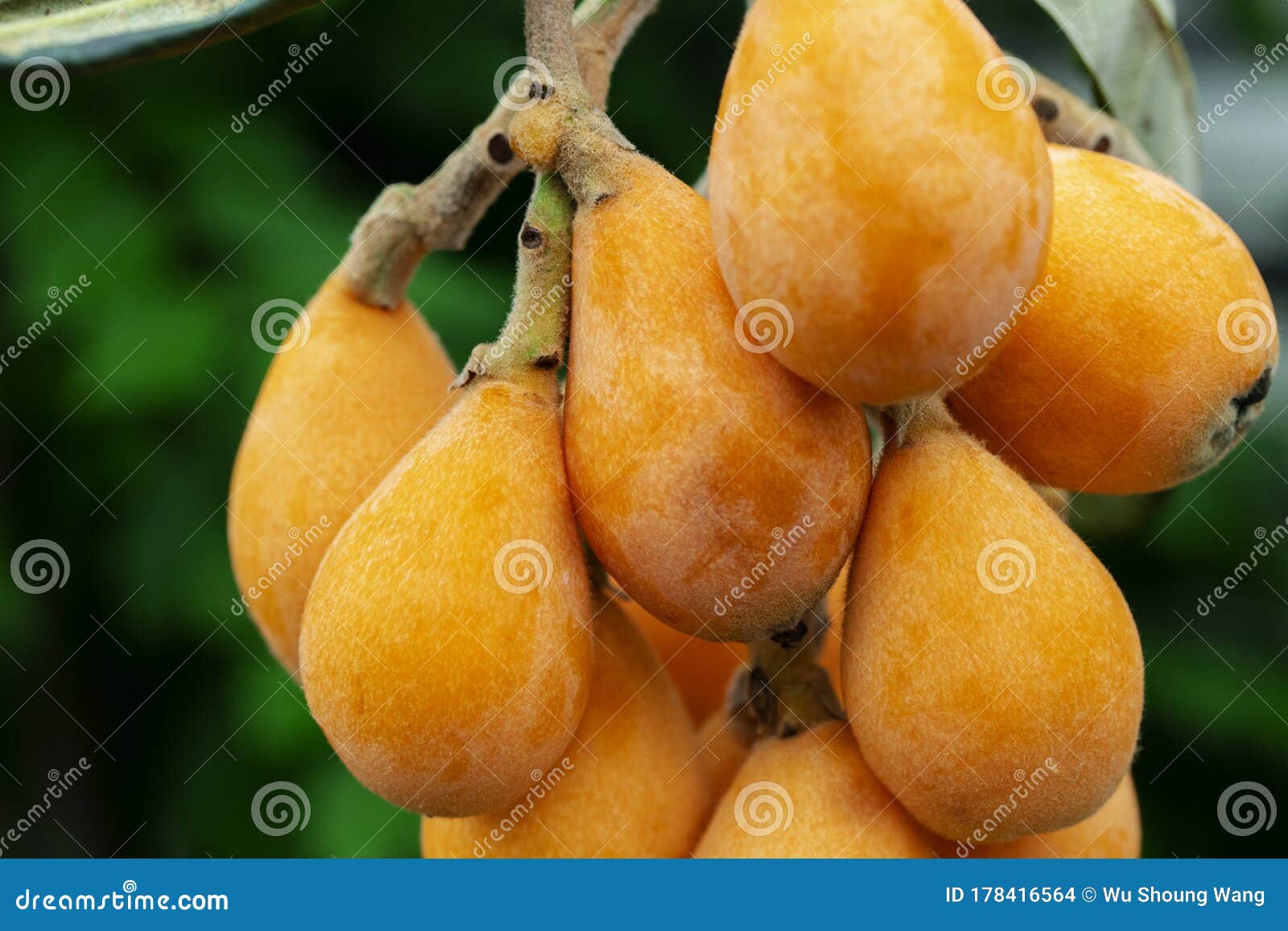 Loquat Fruit, Fruit Shape, Lute Instrument, Fruit Stock Photo - Image ...
