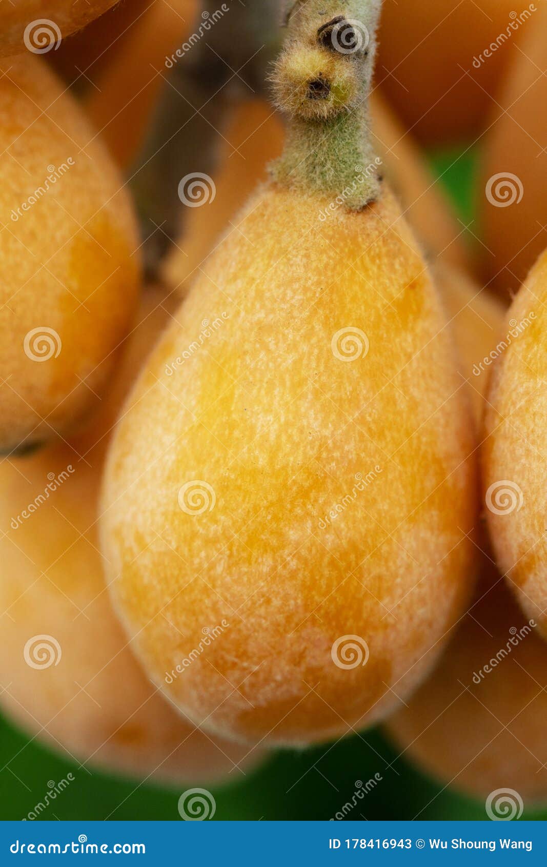 Loquat Fruit, Fruit Shape, Lute Instrument, Fruit Stock Image - Image ...