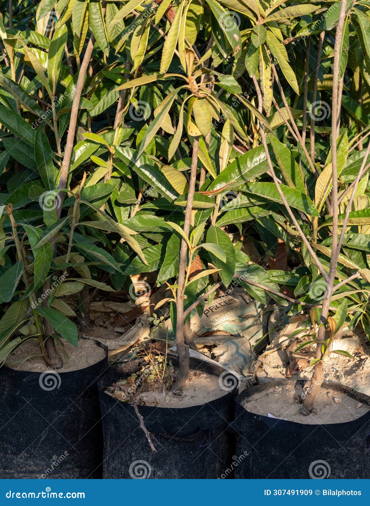 Loquat Fruit Small Plants in Growbags Stock Image - Image of center ...