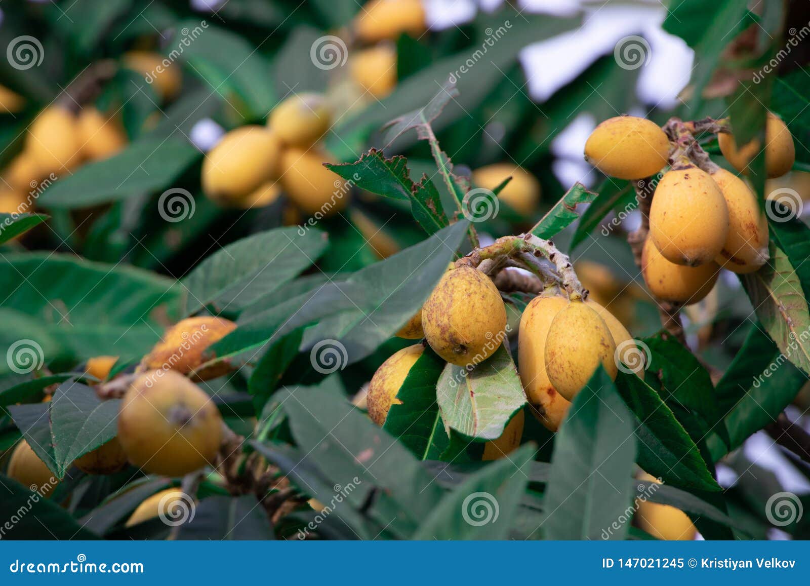 Loquat fruit from Spain stock image. Image of blossom - 147021245
