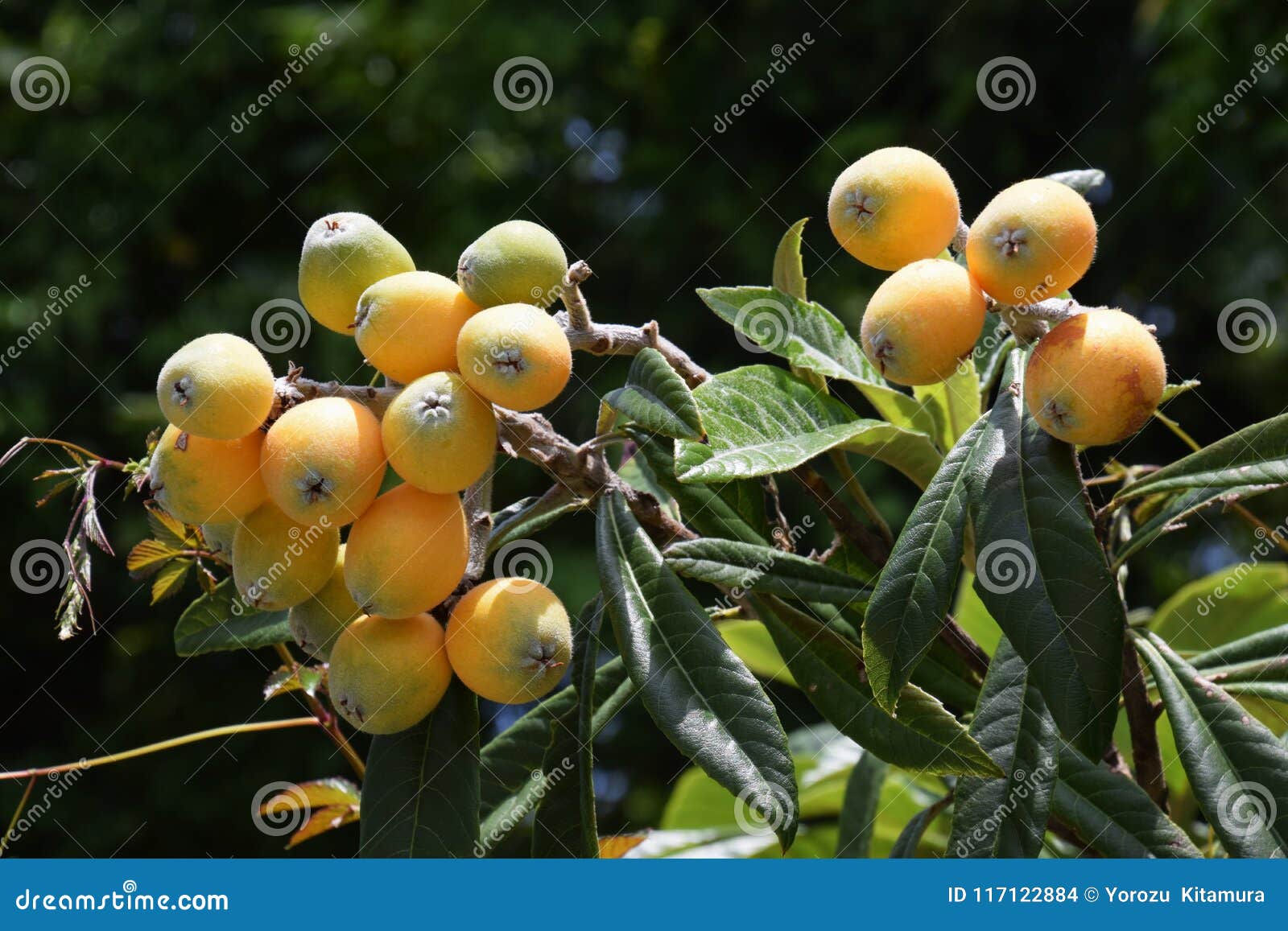 Loquat fruit stock photo. Image of agriculture, white - 117122884