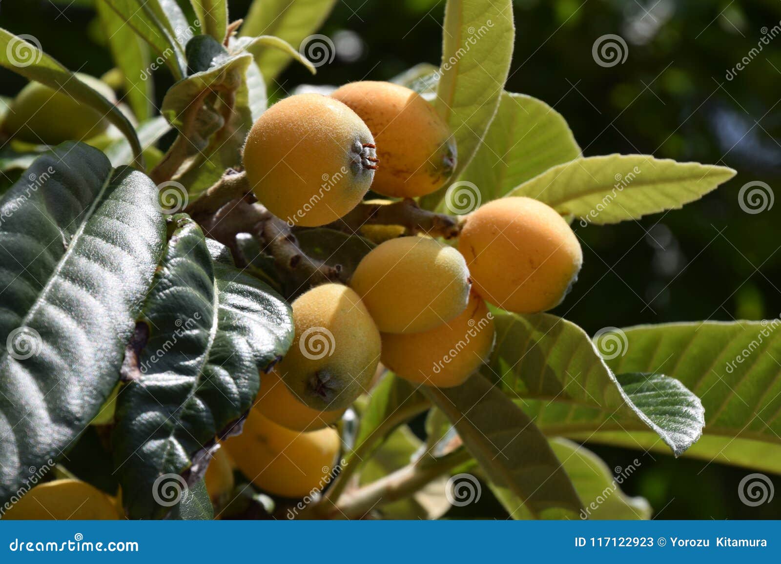 Loquat fruit stock image. Image of japan, summer, leaf - 117122923