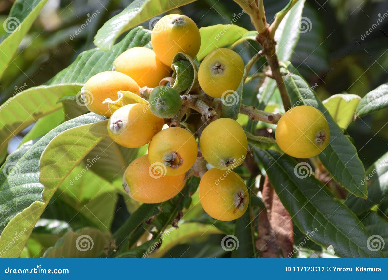 Loquat fruit stock photo. Image of fruit, plant, leaf - 117123012