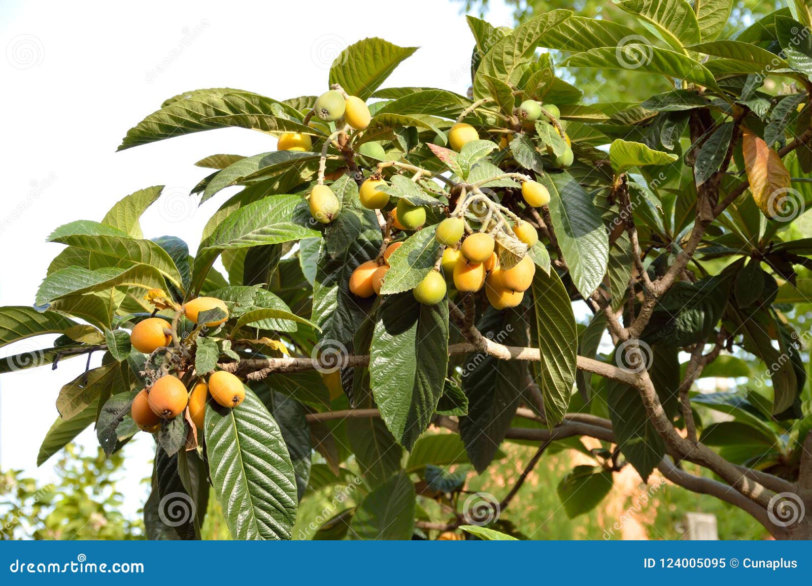 Loquat fruit on a tree stock image. Image of grow, organic - 124005095