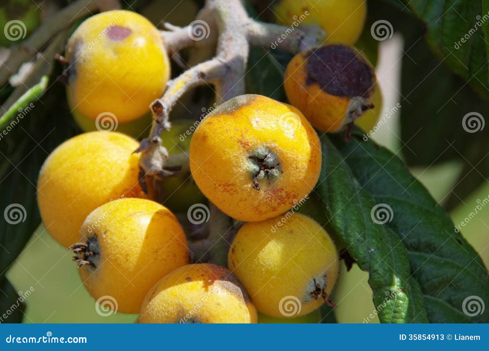 Loquat stock image. Image of tree, nature, ripe, loquat - 35854913
