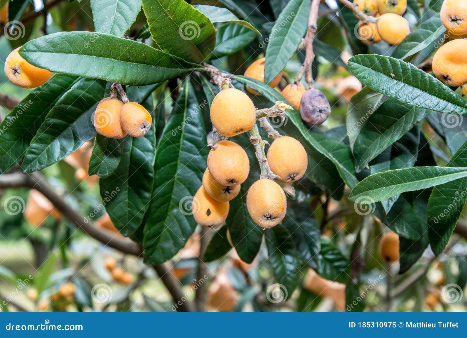Loquat fruits on the tree stock image. Image of delicious - 185310975