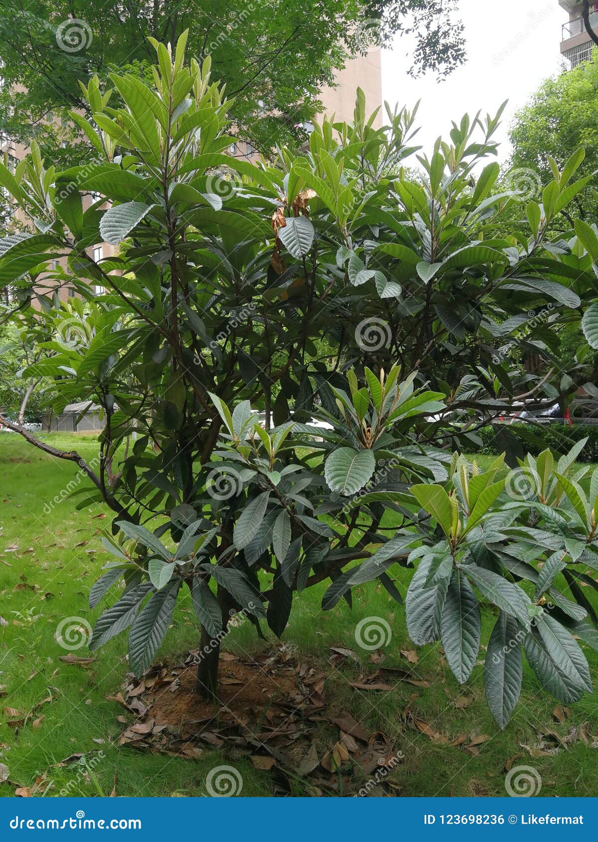 Loquat stock photo. Image of trees, green, leaves, plants - 123698236