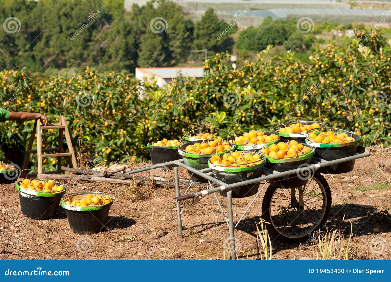 Loquat harvest stock photo. Image of picking, callosa - 19453430