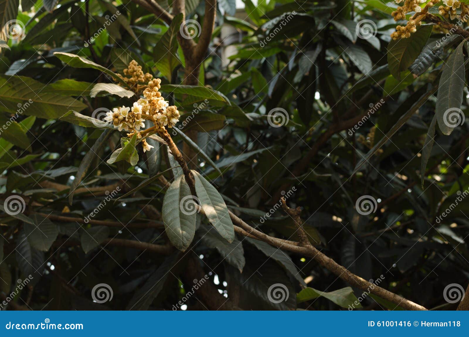 Loquat, loquat flower stock photo. Image of branch, noon - 61001416