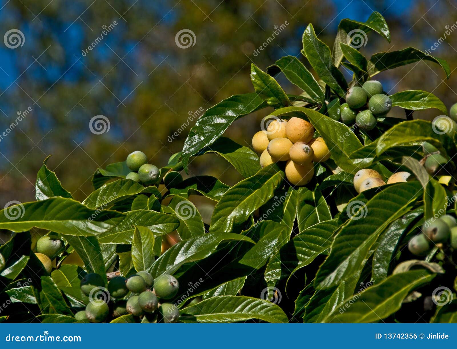 Loquat season stock photo. Image of cluster, yellow, medlar - 13742356