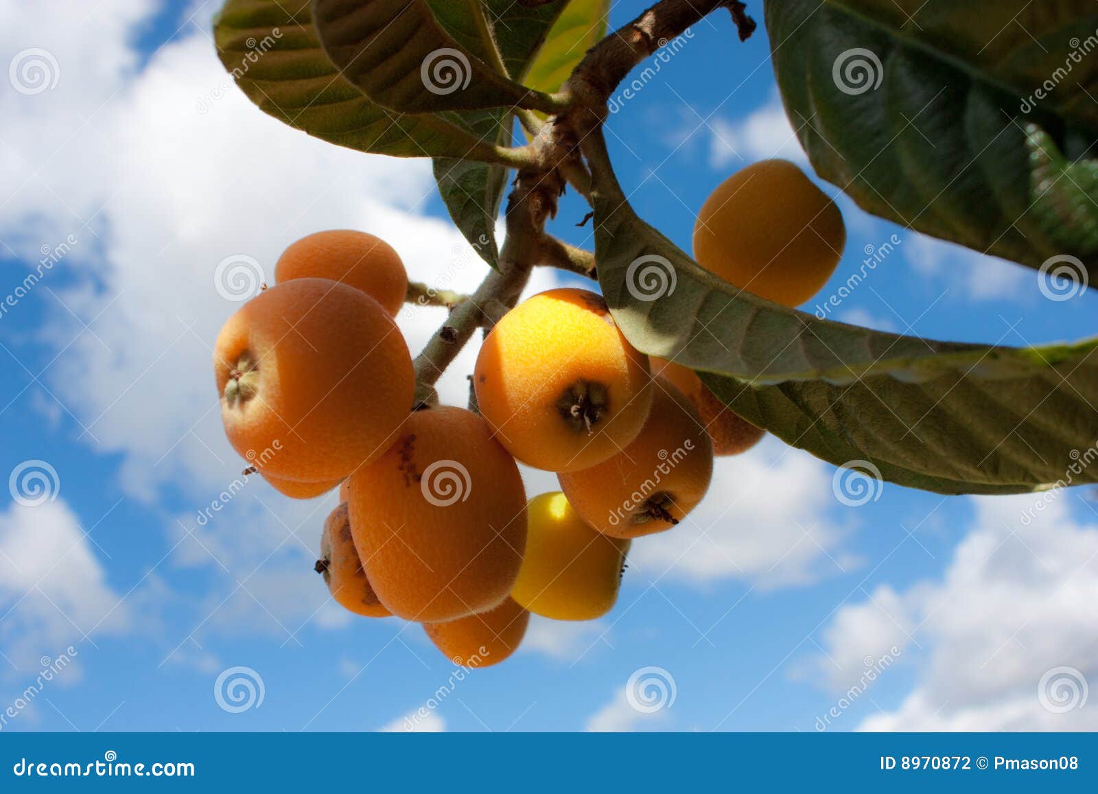 Loquat Tree stock photo. Image of medlar, japonica, loquat - 8970872