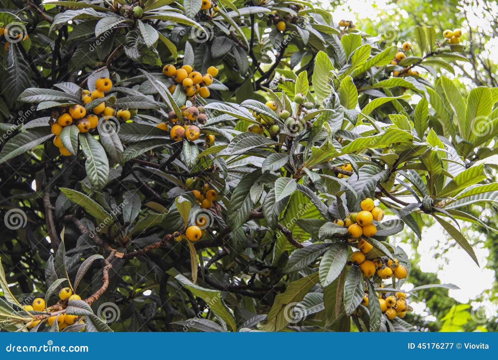 Loquat Tree stock image. Image of eriobotrya, loquats - 45176277