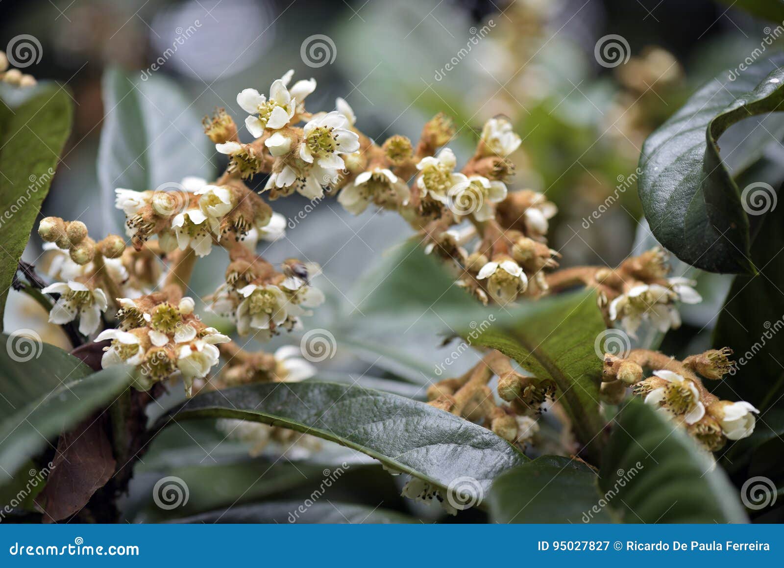 Loquat tree in bloom stock image. Image of flowery, bloom - 95027827