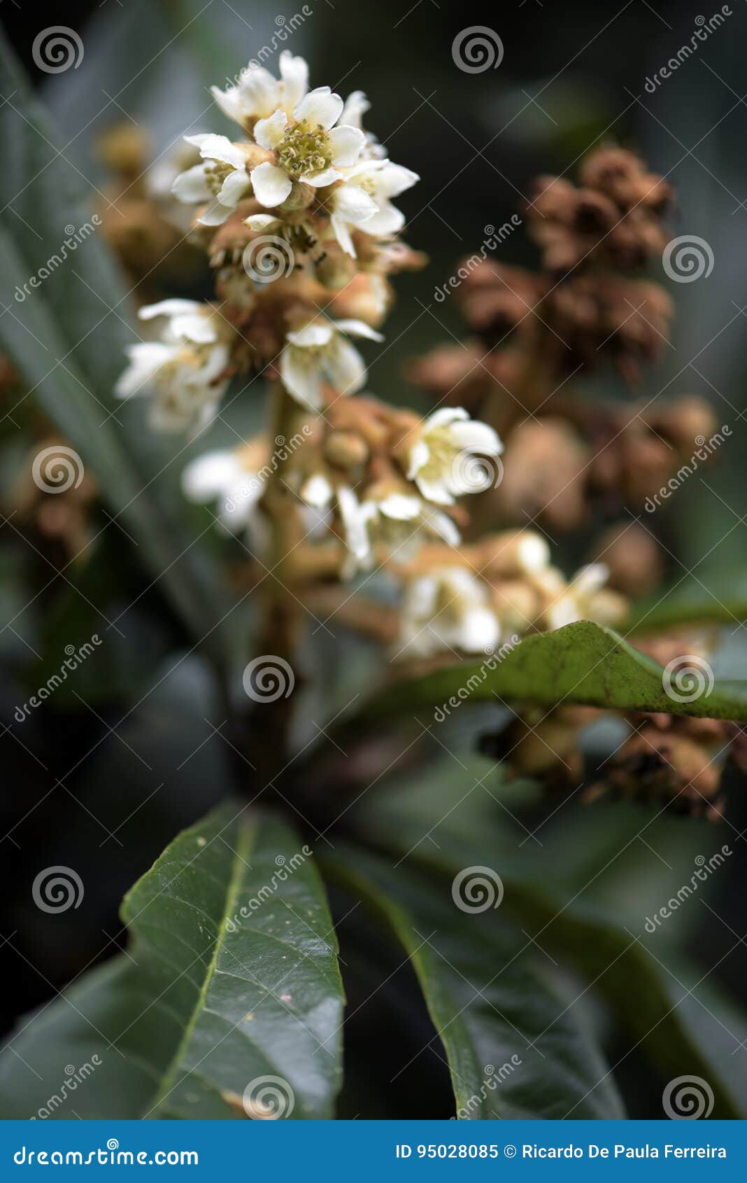 Loquat tree in bloom stock image. Image of farming, flowery - 95028085