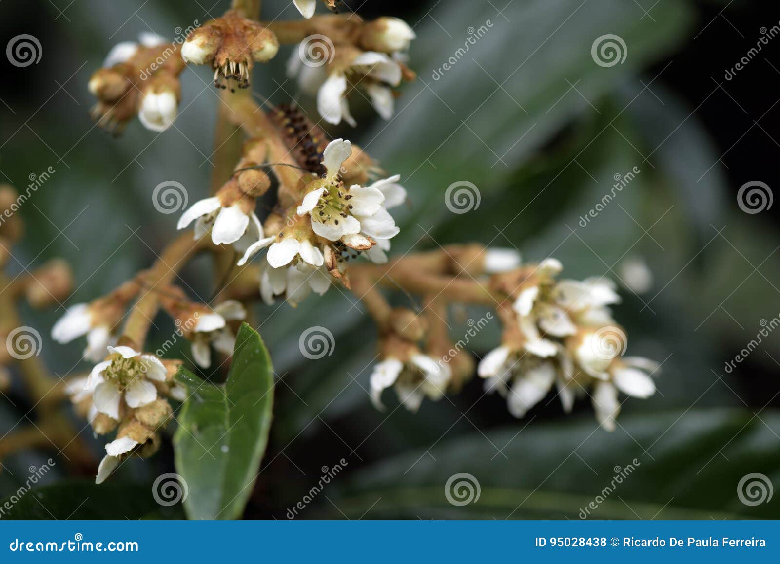 Loquat tree in bloom stock photo. Image of flora, landscaping - 95028438