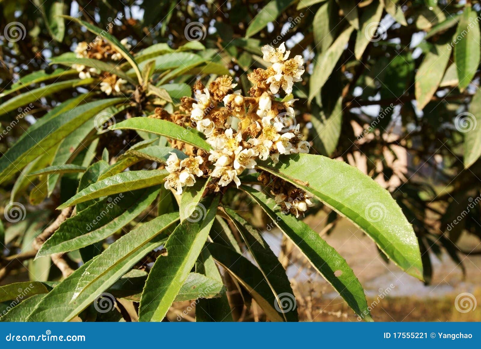 Loquat tree with flower stock image. Image of fresh, autumn - 17555221