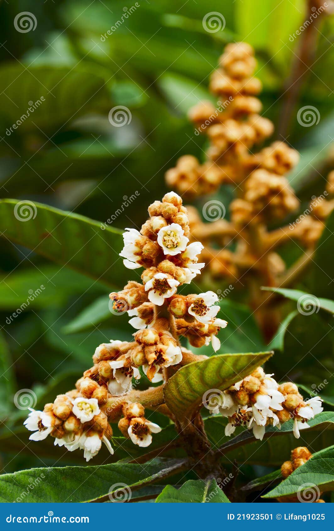 Loquat tree with flower stock image. Image of fruiter - 21923501