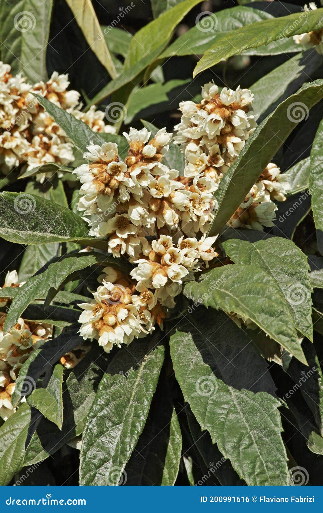 Loquat Tree, Flowers and Leaves Stock Photo - Image of fruits, flora ...