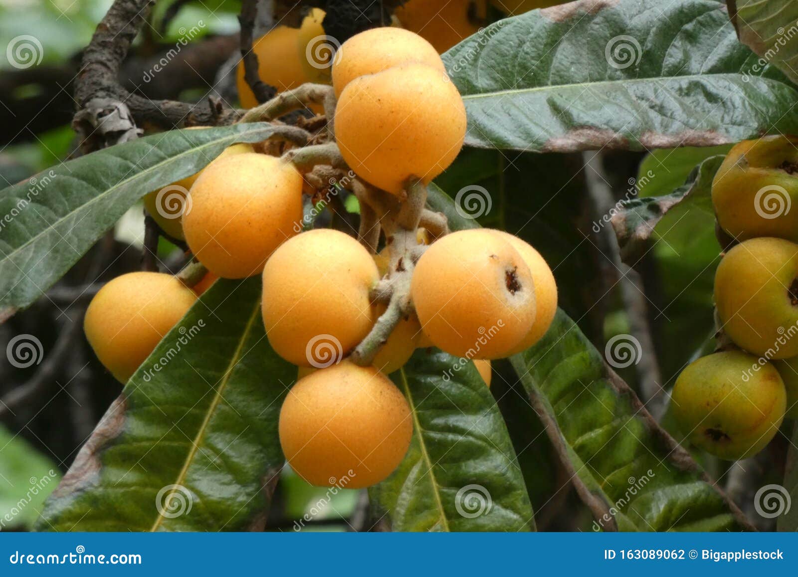 Loquat Tree stock photo. Image of natural, nature, chile - 163089062