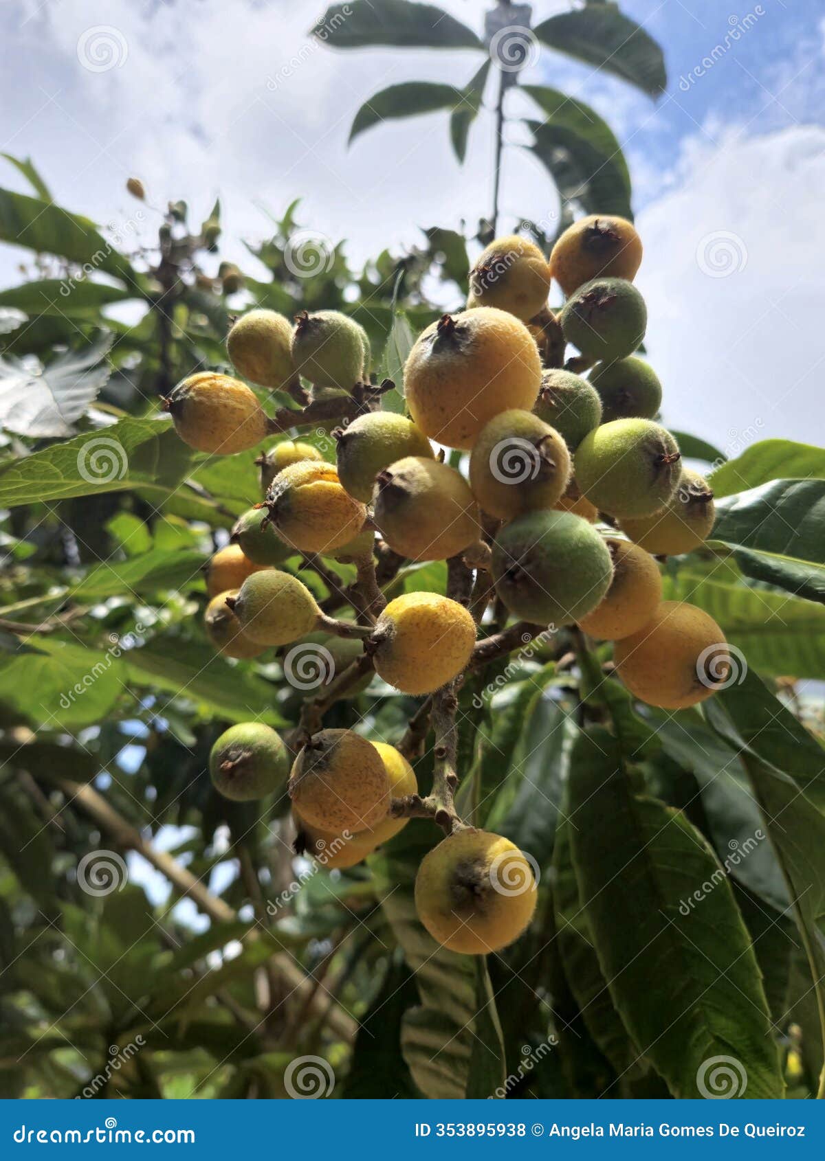 Loquat Tree Producing Fruit in the Garden. Stock Photo - Image of ...