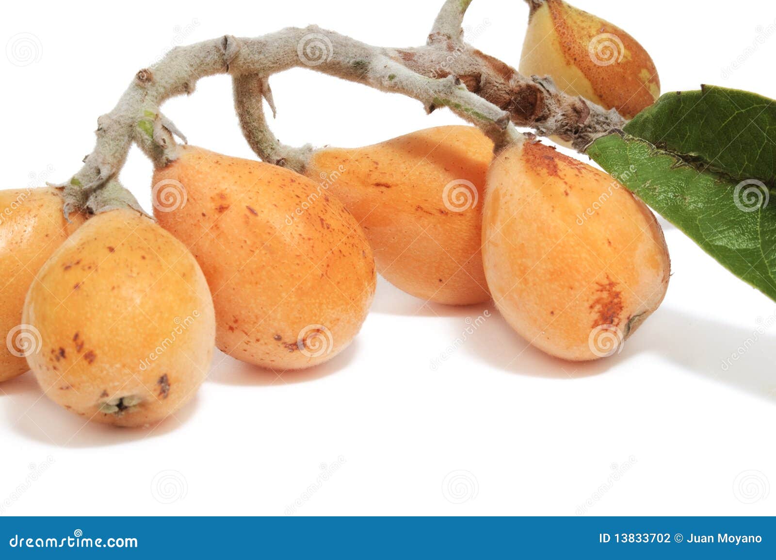 Loquats stock photo. Image of horizontal, branch, loquats - 13833702