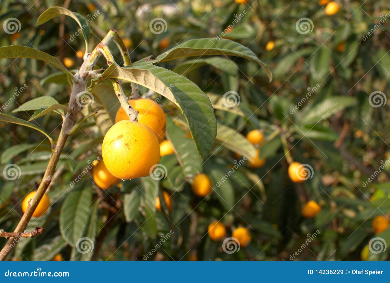 Loquats stock image. Image of tender, vitamin, shrub - 14236229