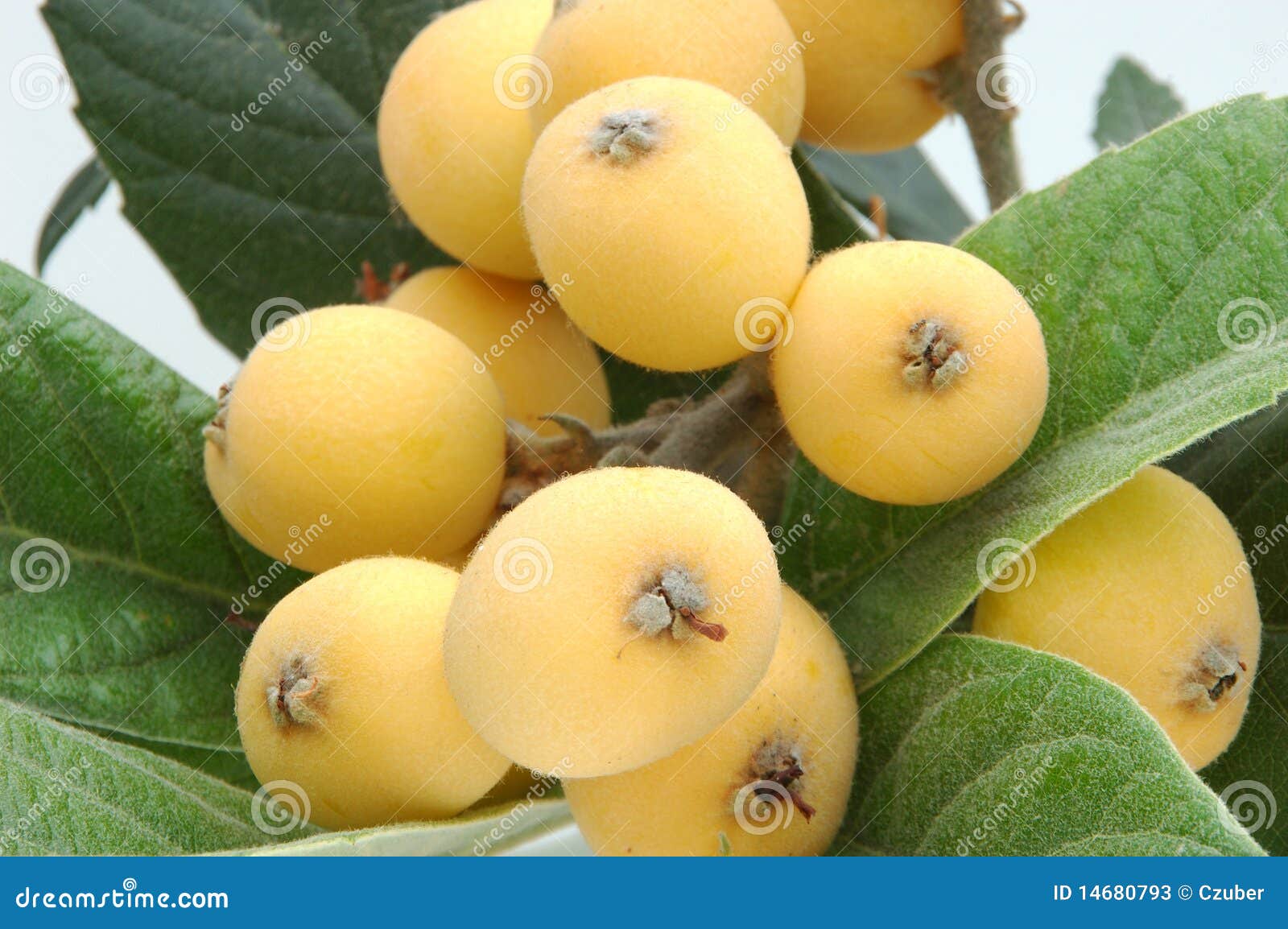 Loquats stock image. Image of tree, eriobotrya, nutritious - 14680793