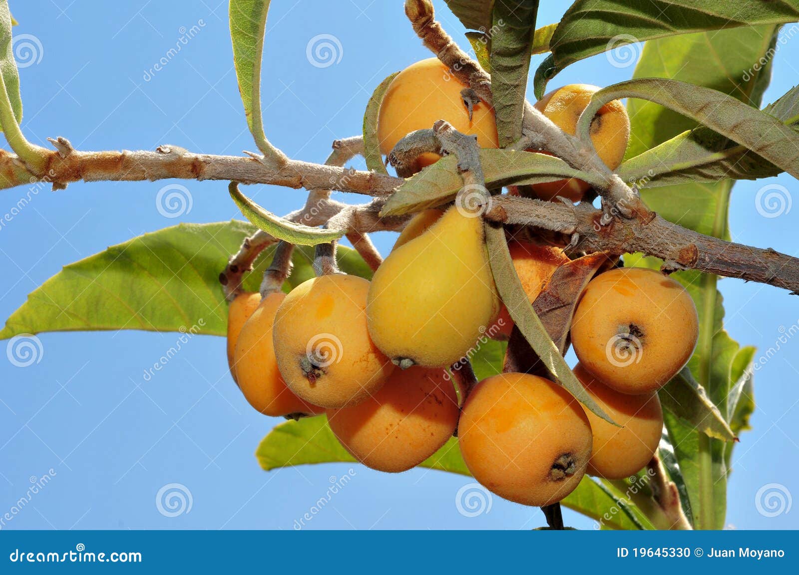 Loquats stock photo. Image of fresh, loquat, leaves, dessert - 19645330