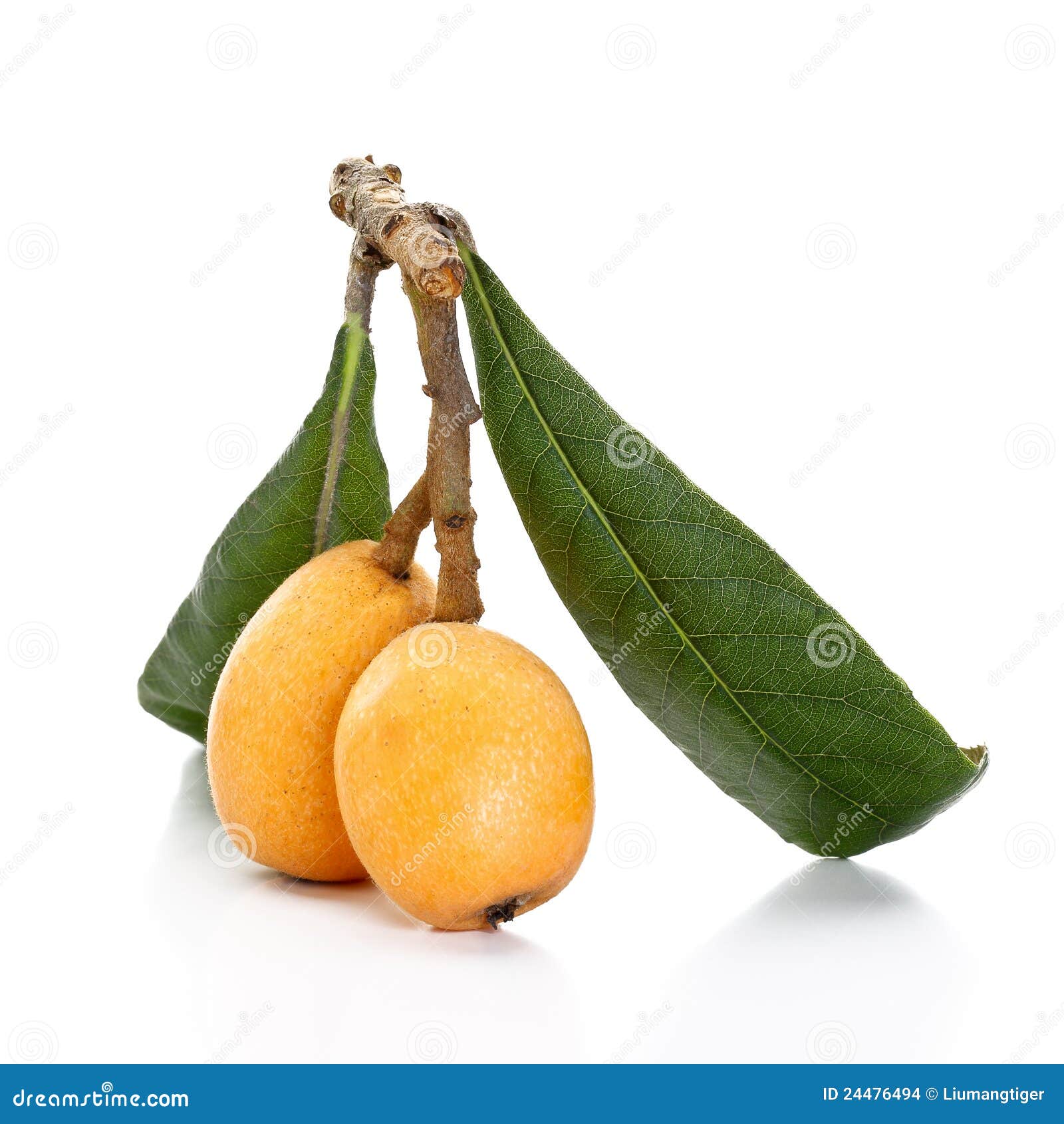 Loquats stock photo. Image of fruit, eriobotrya, food - 24476494