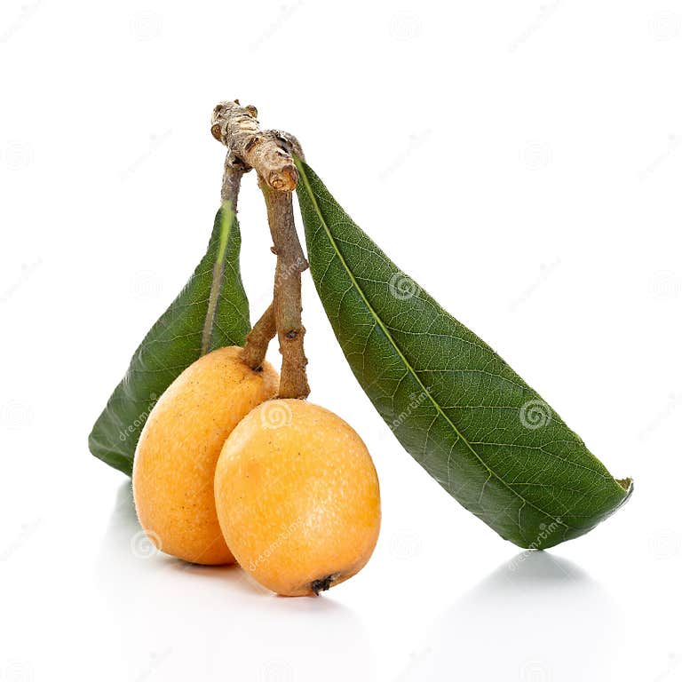 Loquats stock photo. Image of fruit, eriobotrya, food - 24476494