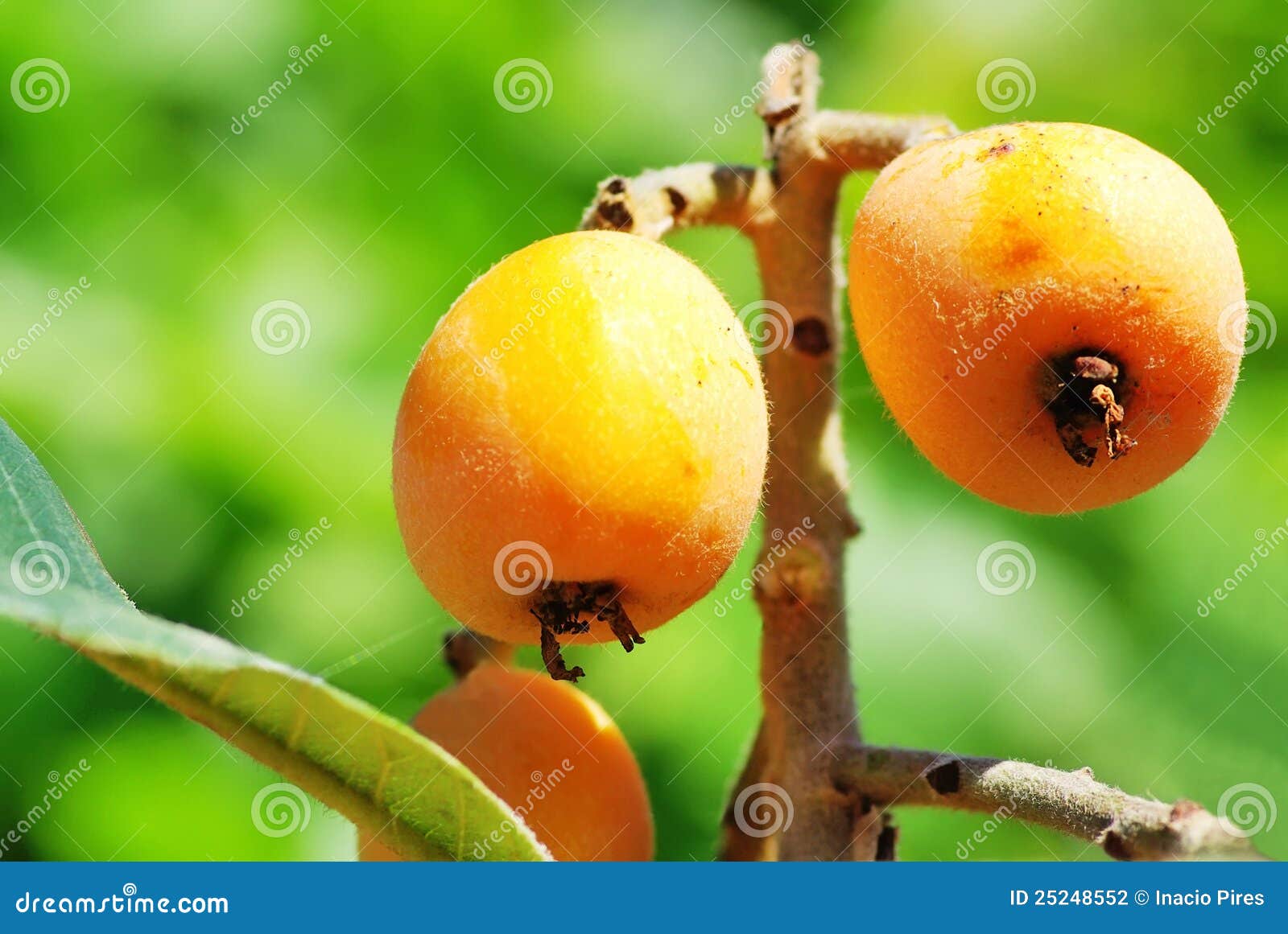 Loquats on a branch stock photo. Image of juicy, diet - 25248552
