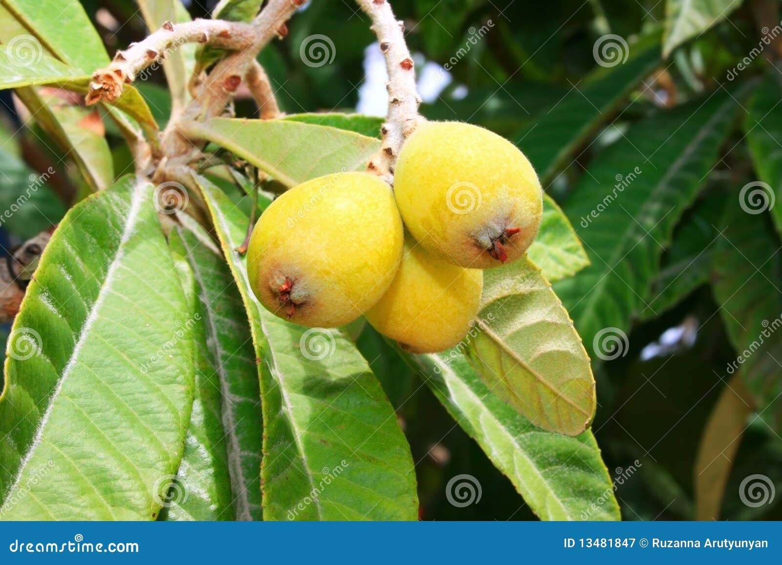 Loquats on tree stock image. Image of healthy, diet, close - 13481847