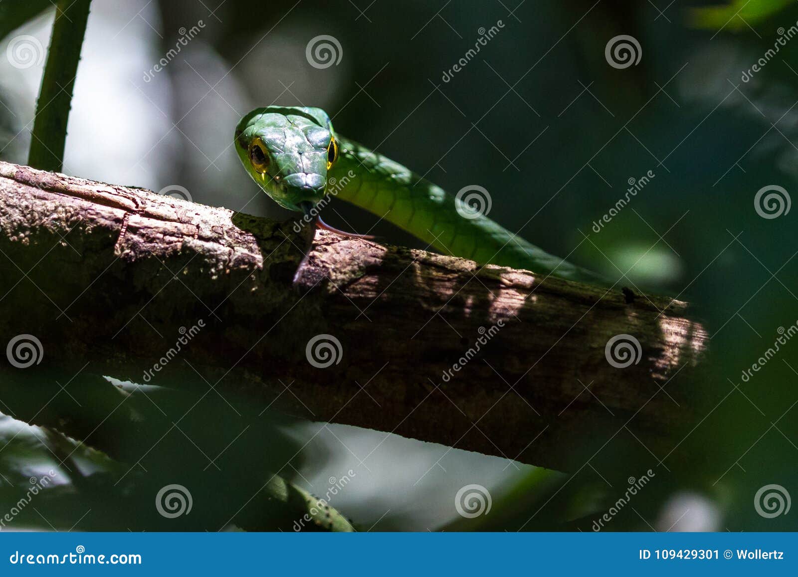 Lora O Serpiente Del Loro - Ahaetulla De Leptophis Imagen de archivo ...