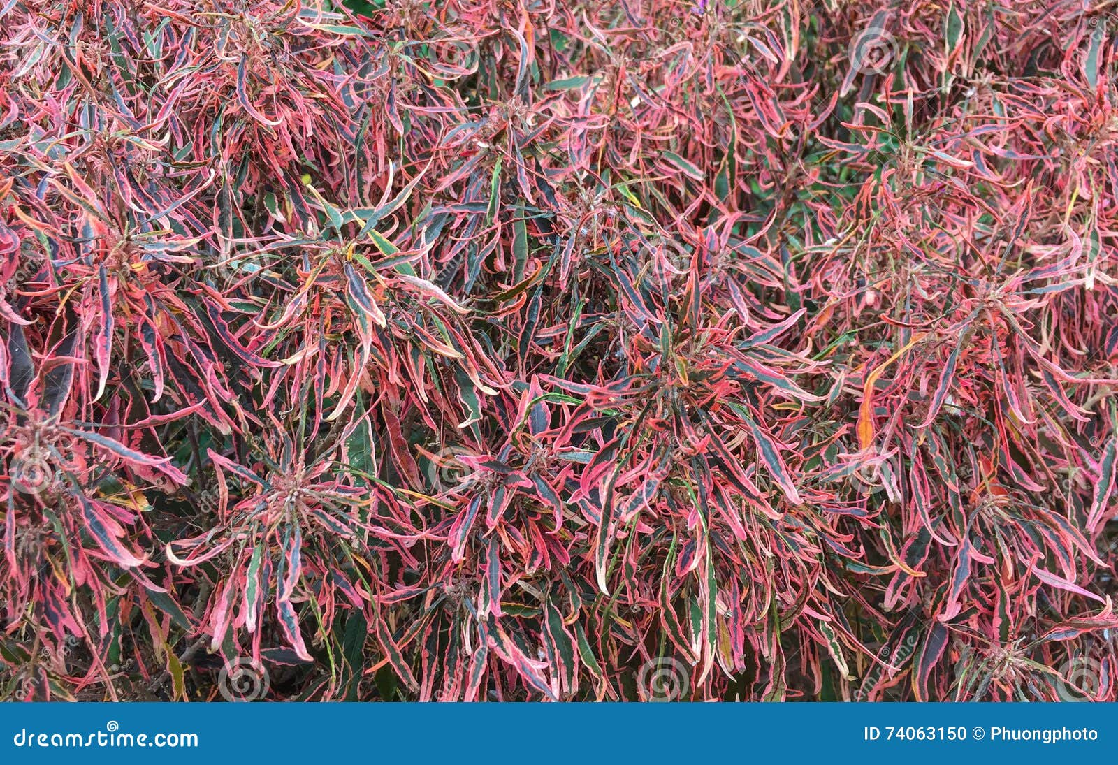 Loranthaceae Trees at the Park Stock Photo - Image of district ...