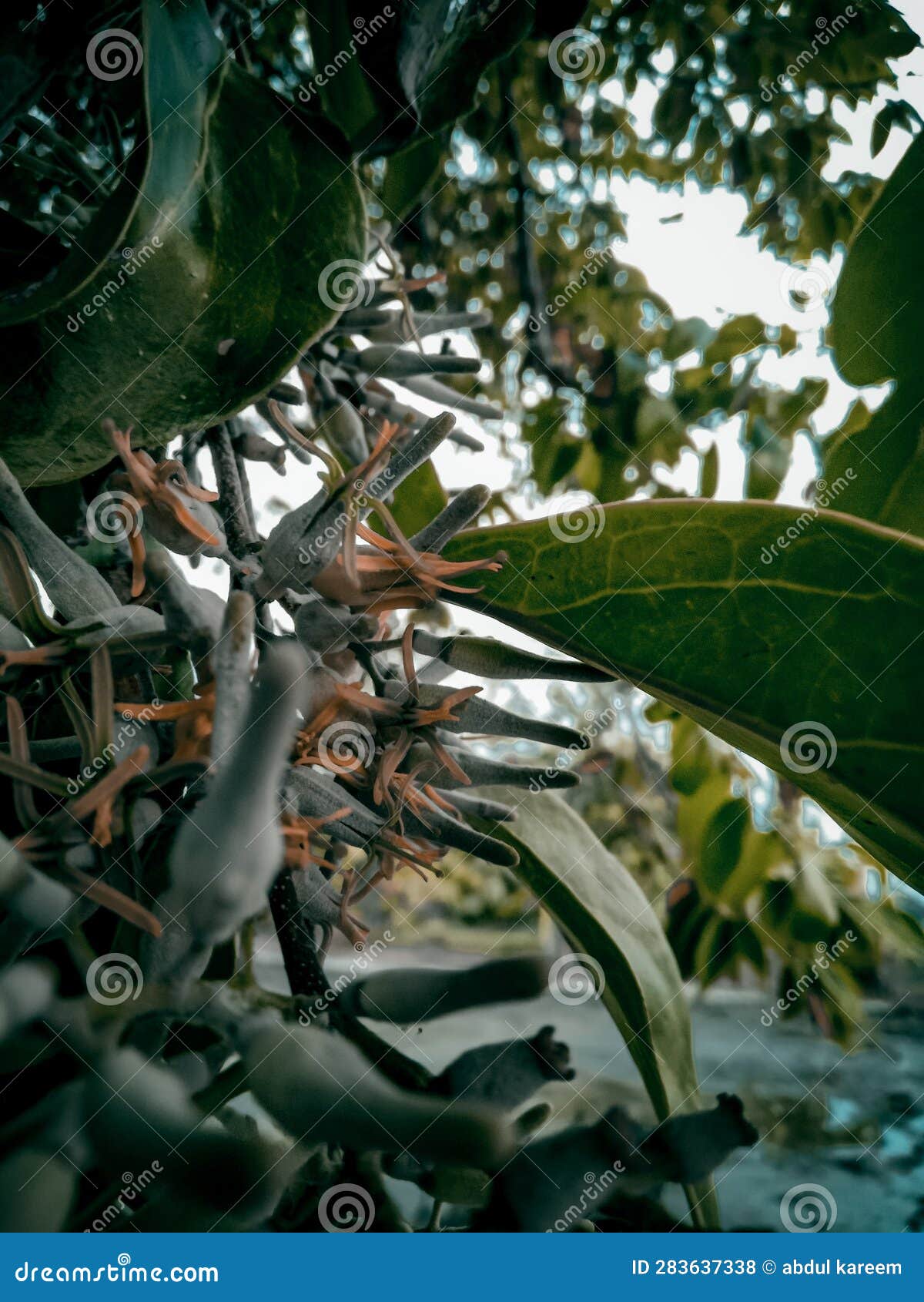 Loranthaceae, a Type of Fern that Damages the Development of Trees ...