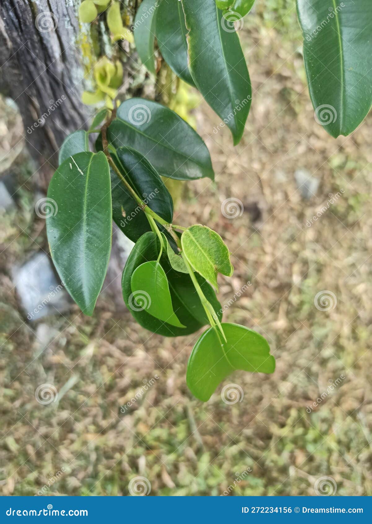 Loranthus on Cupressus Sempervirens Tree Stock Photo - Image of garden ...