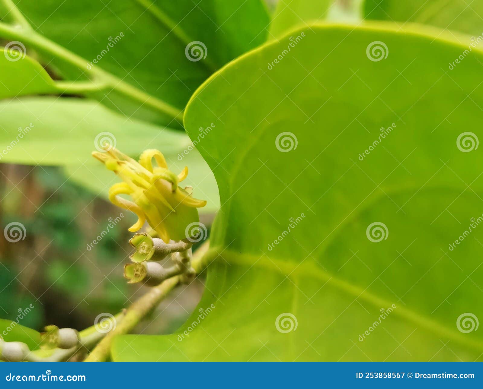 Loranthus Plant & X28;1& X29; Stock Image - Image of branch, flower ...